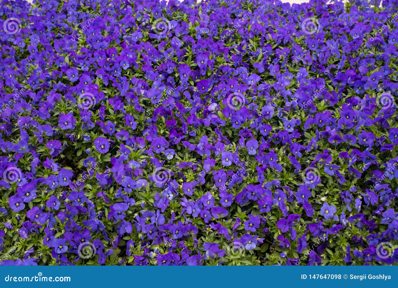 Many spring violets stock photo. Image of minor, meadow - 147647098