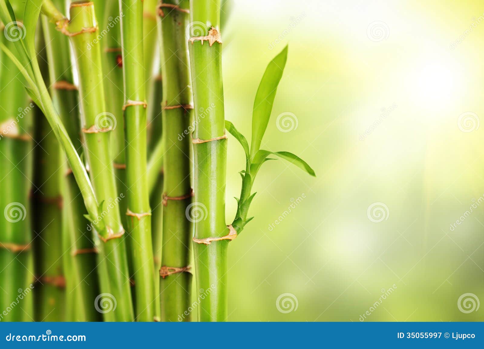 Many Stalks of Bamboo with Leaves Stock Image - Image of nature, green ...