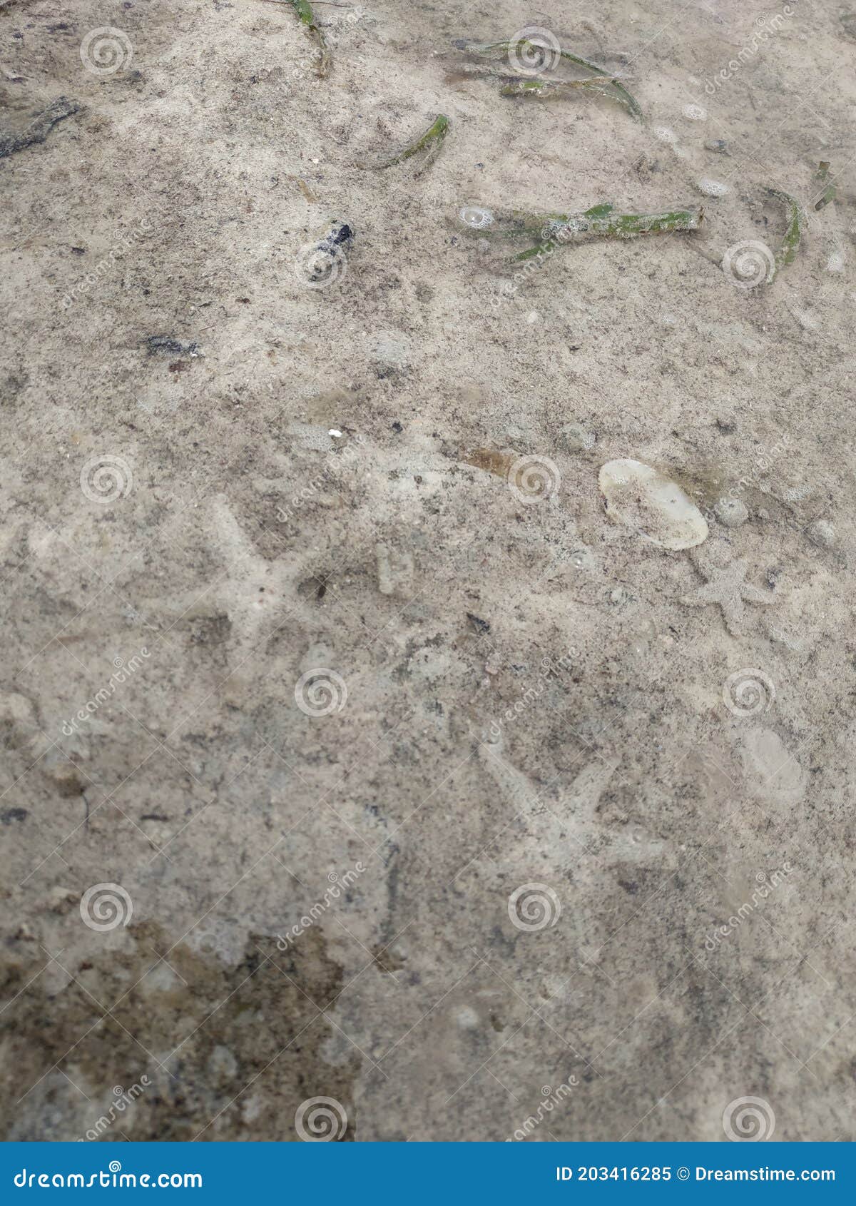 Many starfish on the beach stock image. Image of nature - 203416285