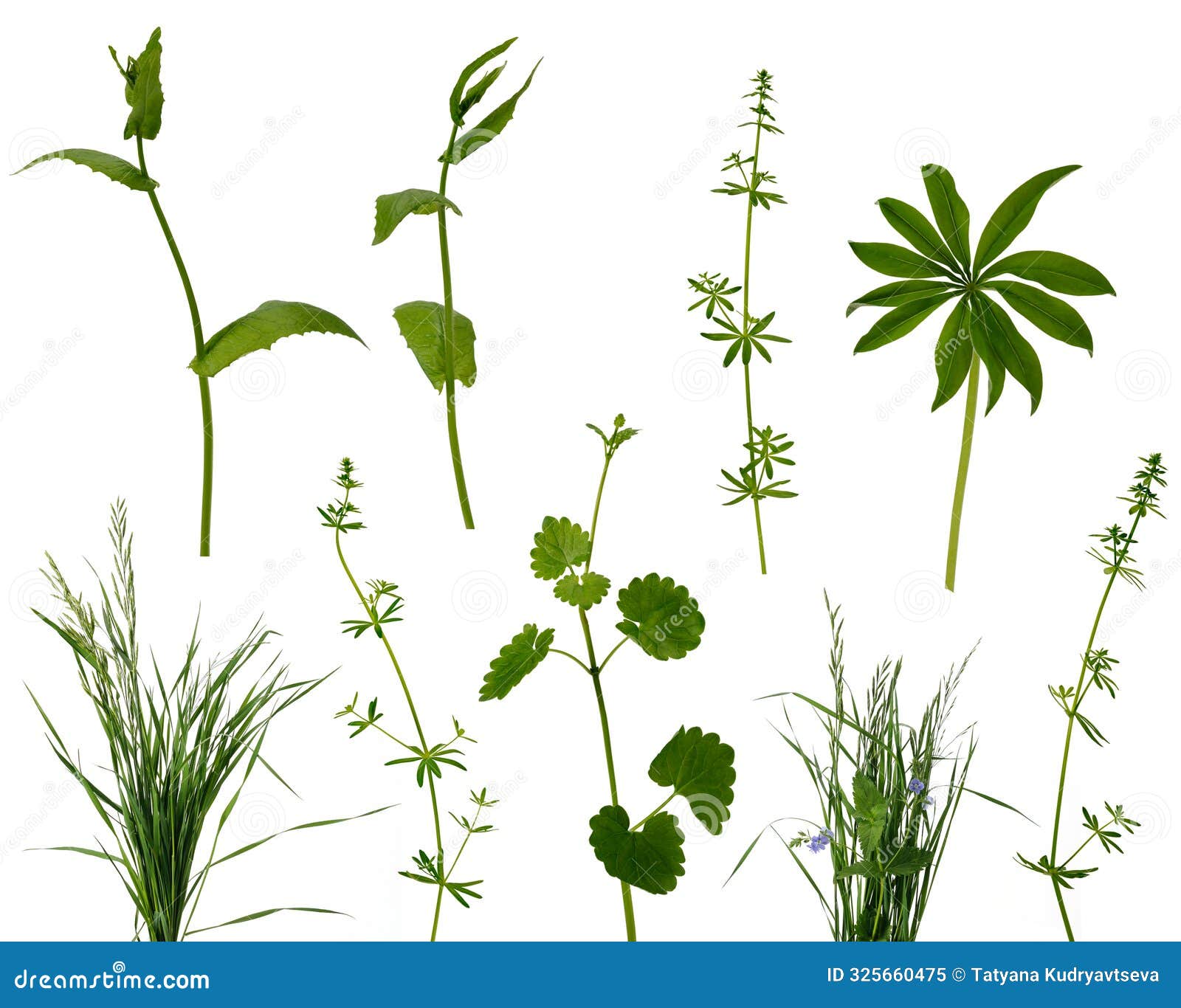 Many Stems of Various Forest and Meadow Grass on White Background Stock ...