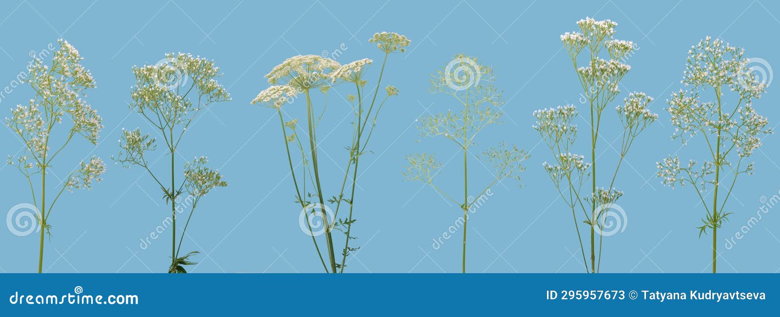 Many Stems of Various Forest Plants Witn White Flowers on Blue ...