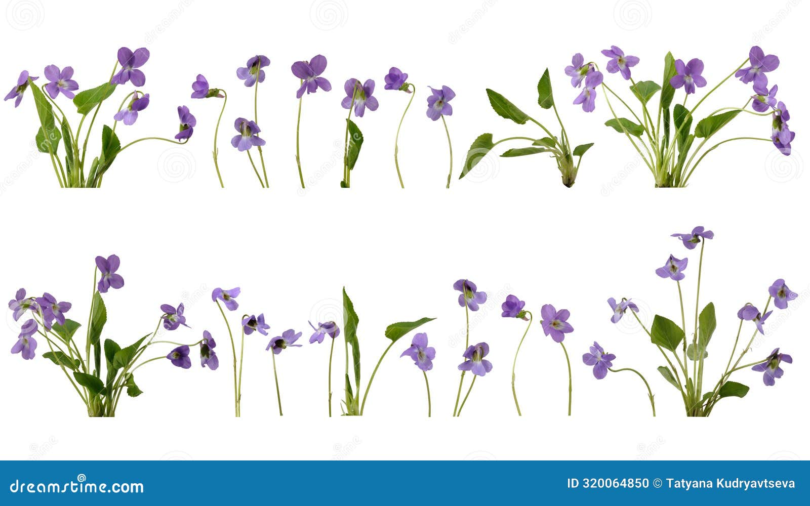 Many Stems with Violet Flowers and Leaves at Various Angles on White ...