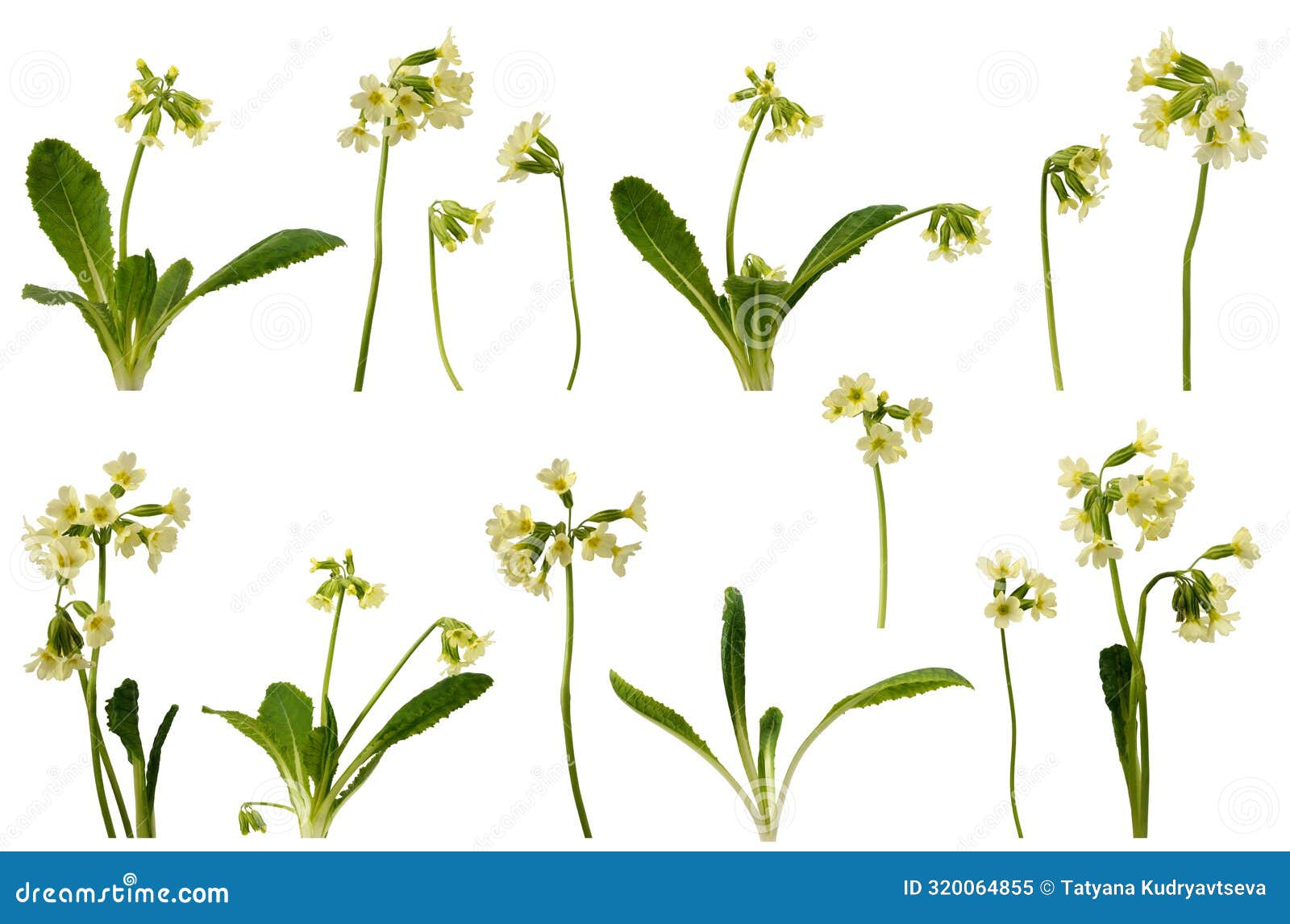 Many Stems with Yellow Flowers and Leaves at Various Angles on White ...