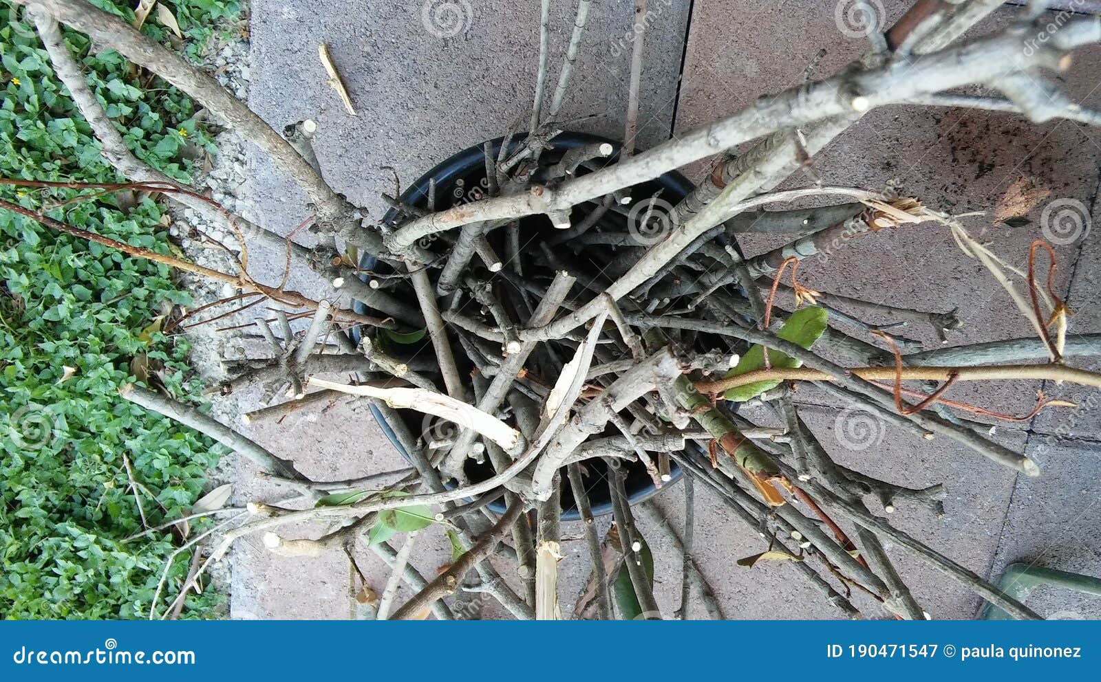 Many Sticks on a Bucket Art with Sticks Stock Image - Image of wood ...