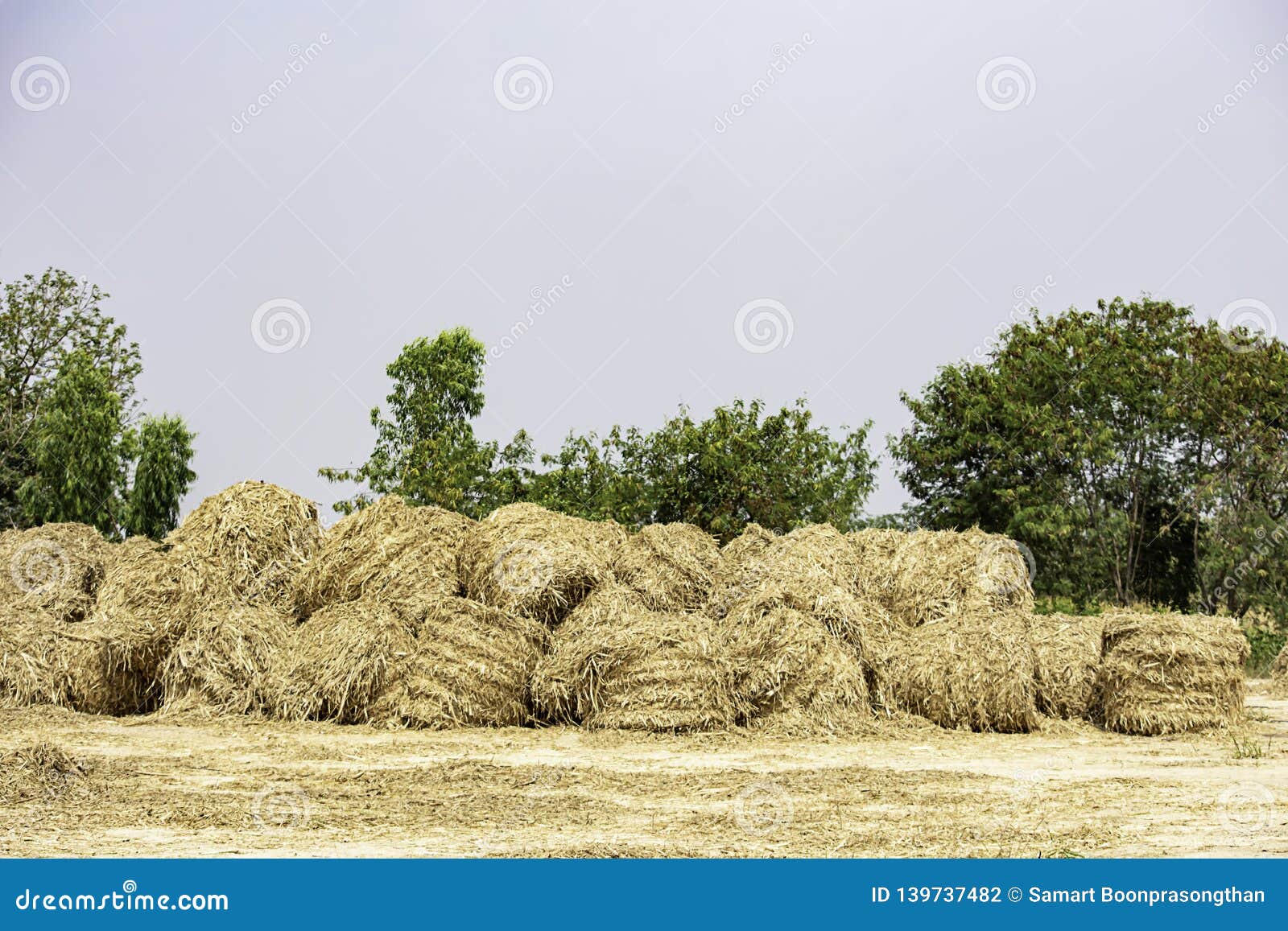 Many Straw on the Ground Background of Sky and Trees Stock Photo ...