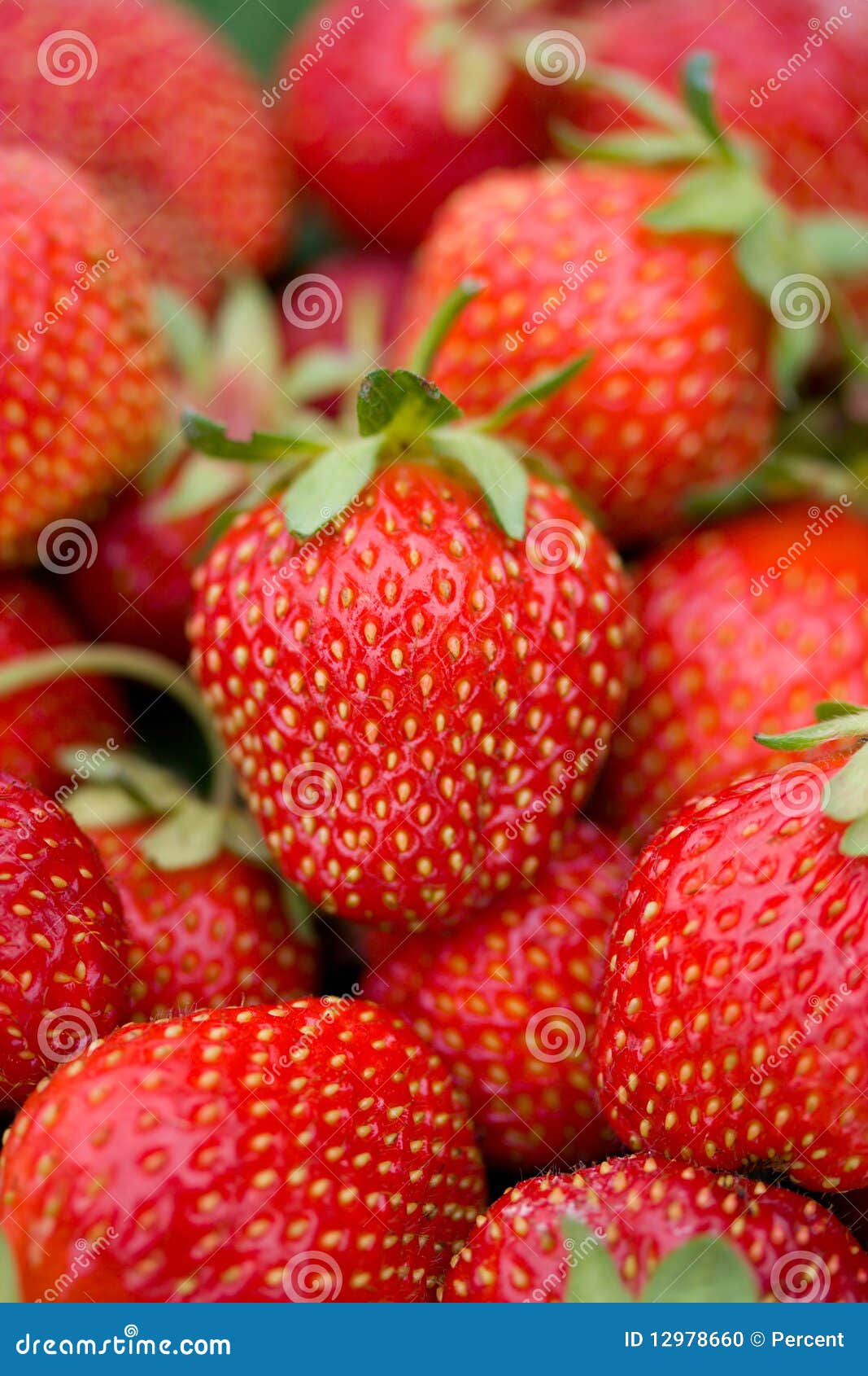 Many strawberries stock photo. Image of berry, group - 12978660