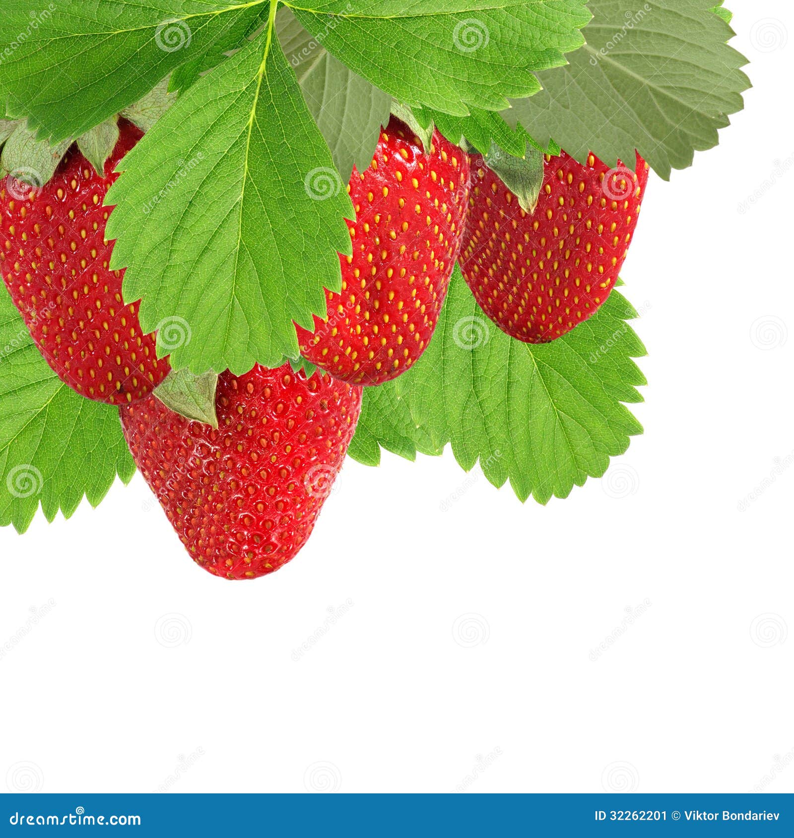Many strawberries closeup stock image. Image of natural - 32262201