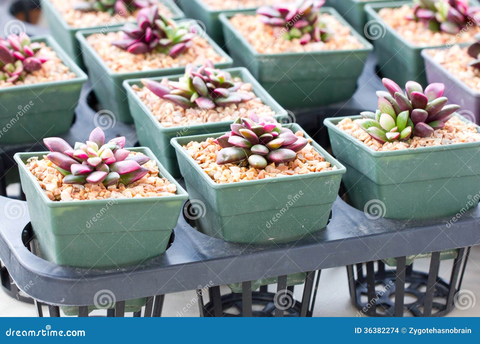 Many Succulent Pots. stock photo. Image of foliage, colorful - 36382274