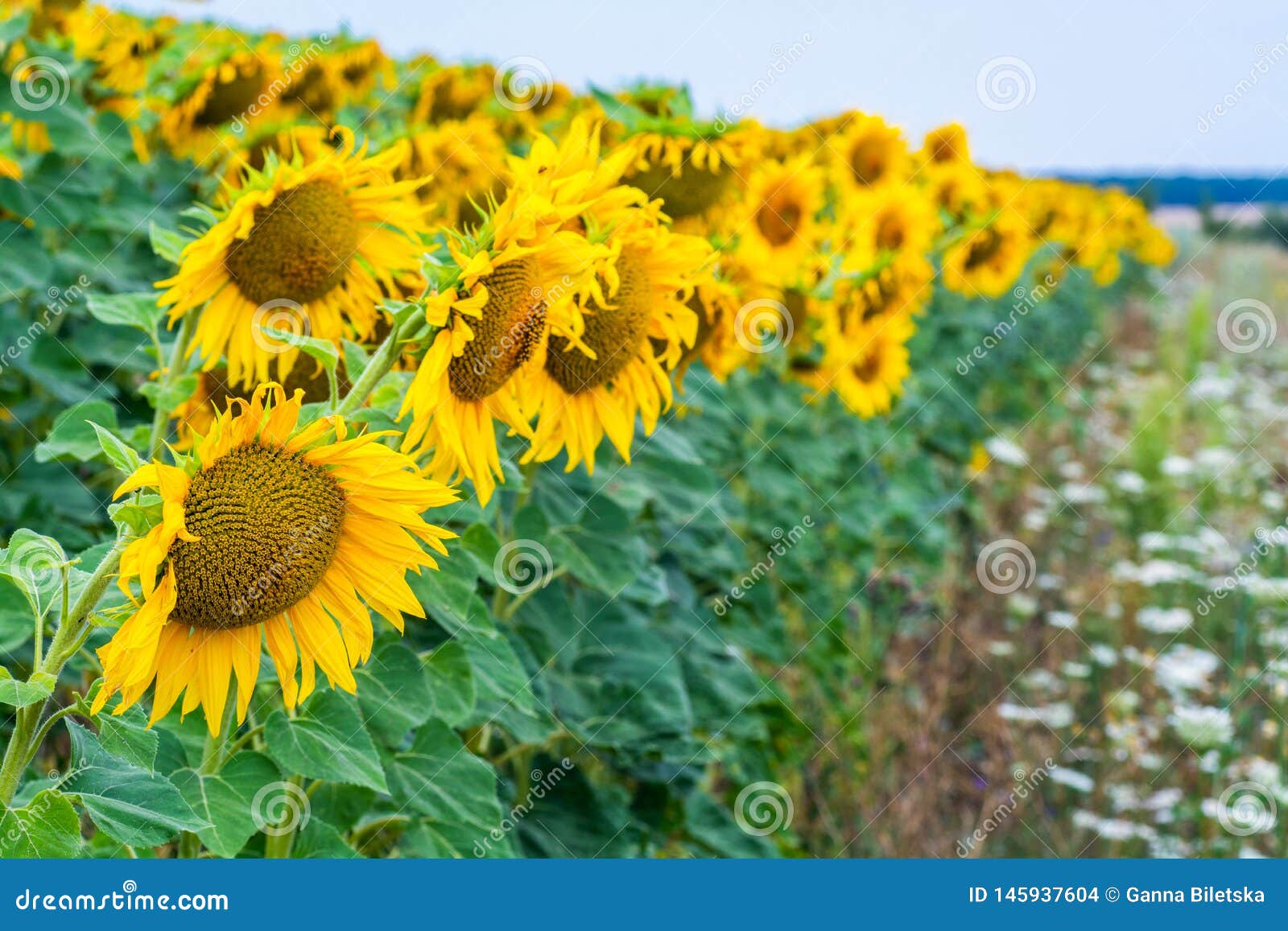 Many Sunflowers in the Field. Stock Photo - Image of harm, sunflowers ...