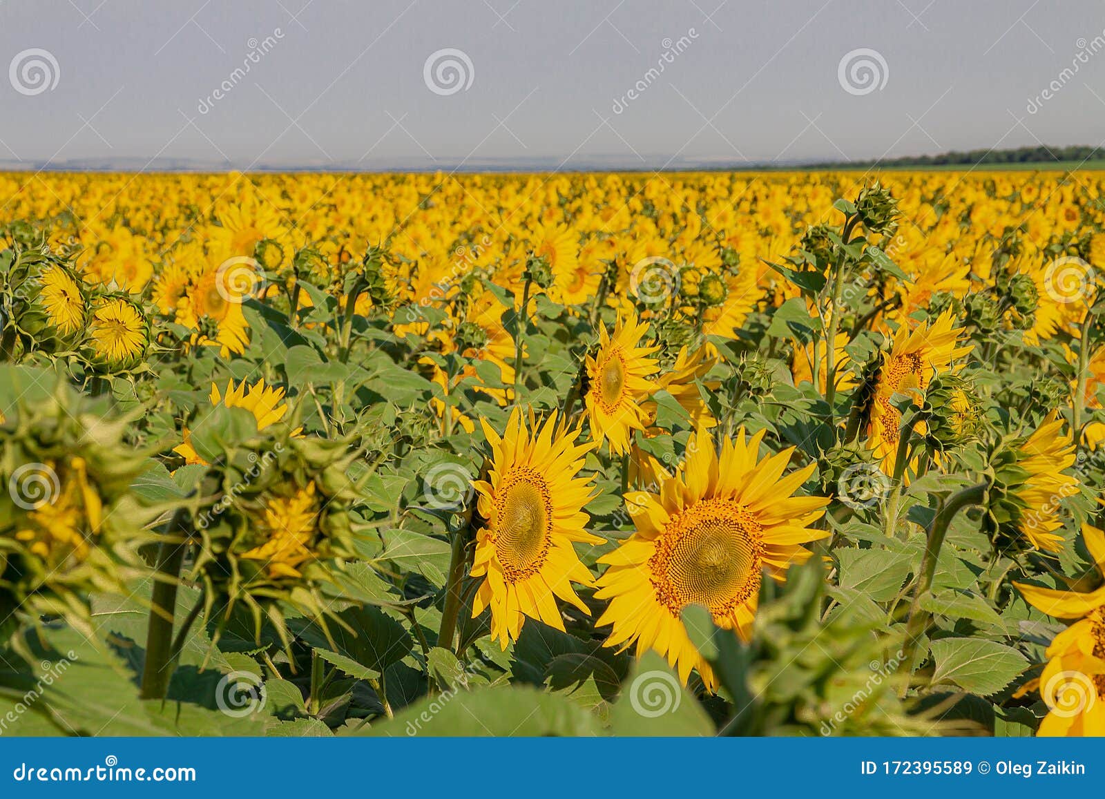 Many Sunflowers Grow in the Field. Close-up Stock Image - Image of ...
