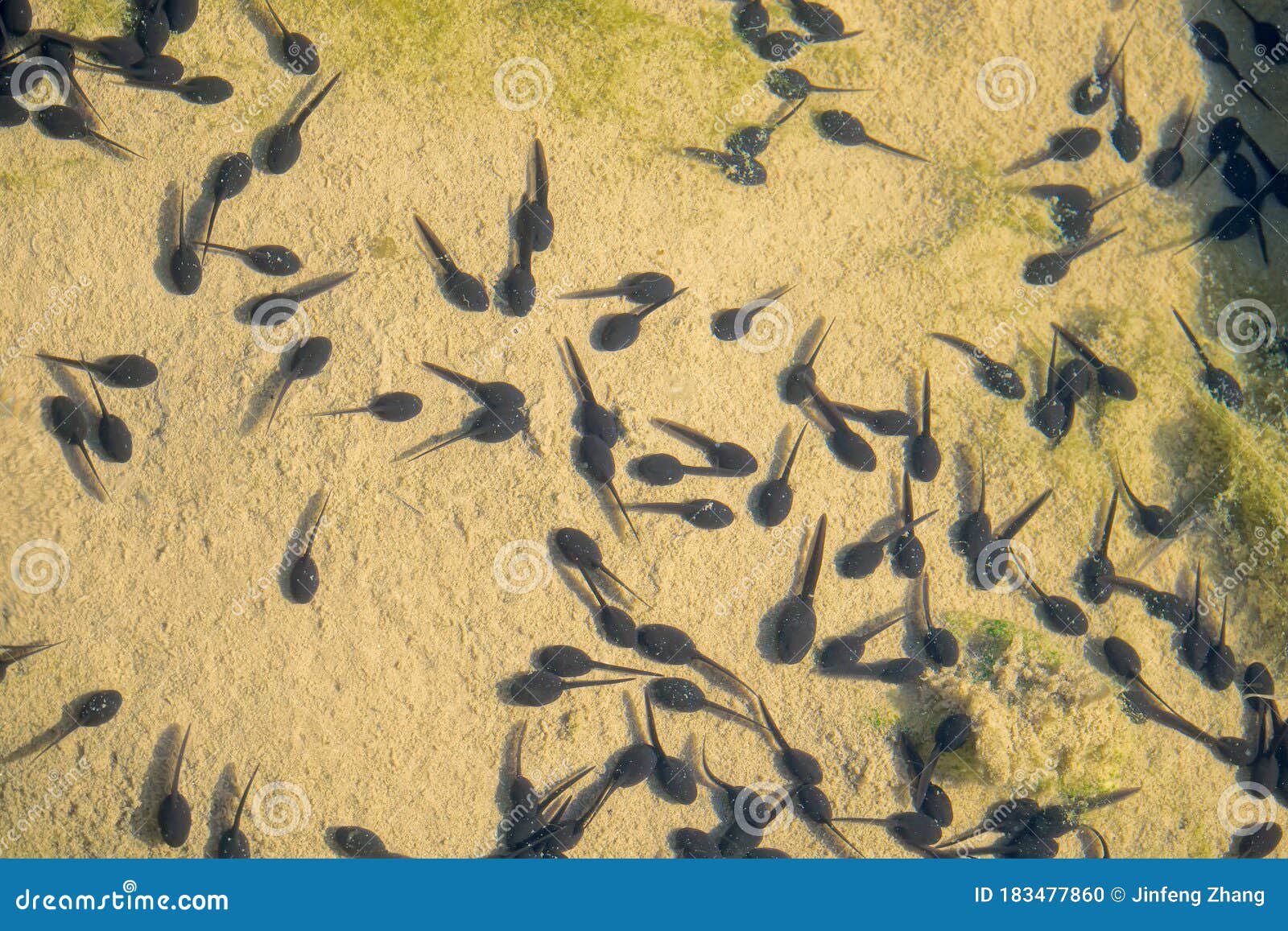 Tadpoles stock photo. Image of life, todpole, wildlife - 183477860