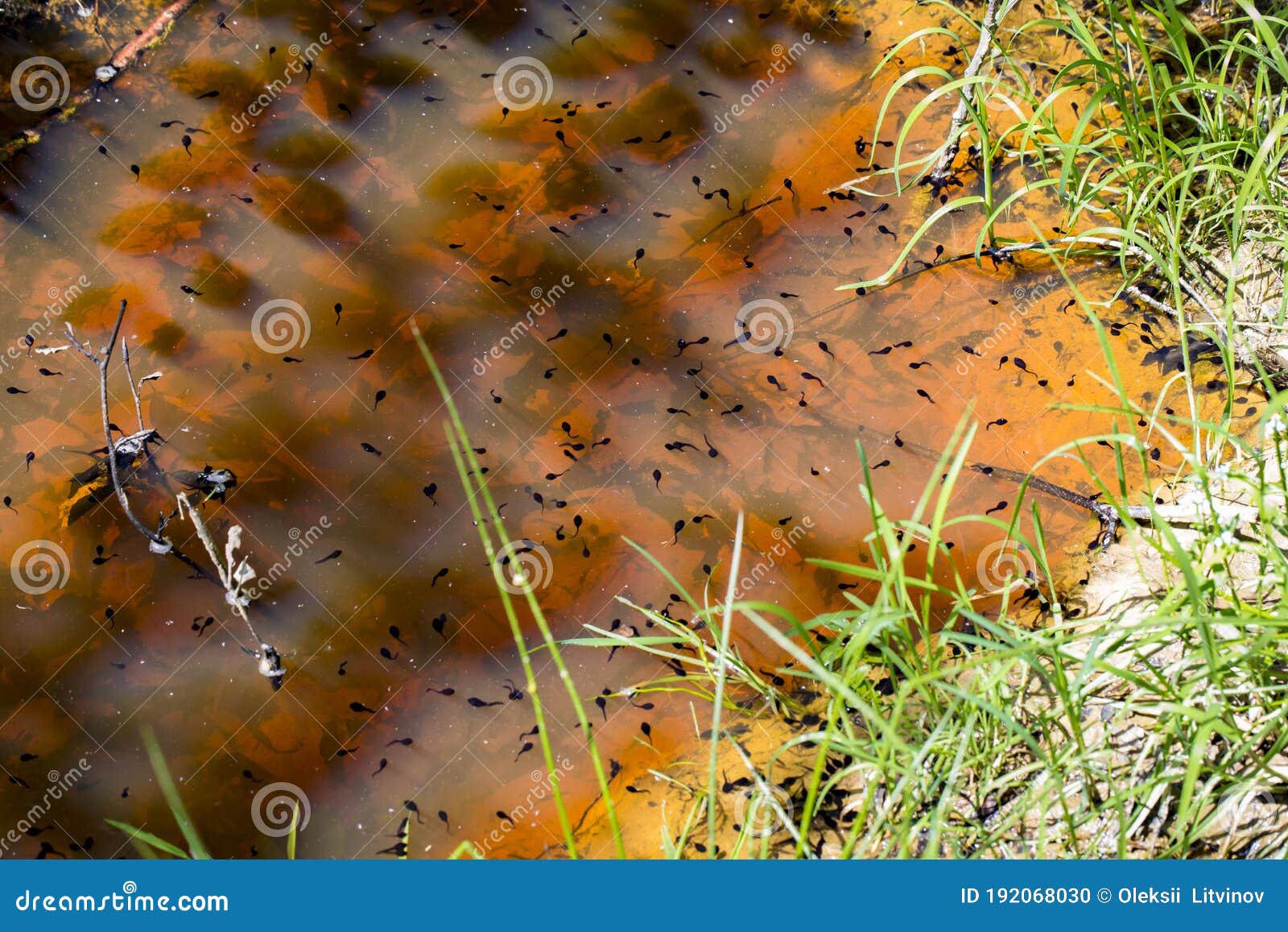 Many Tadpoles Swim On The Water Royalty-Free Stock Photography ...
