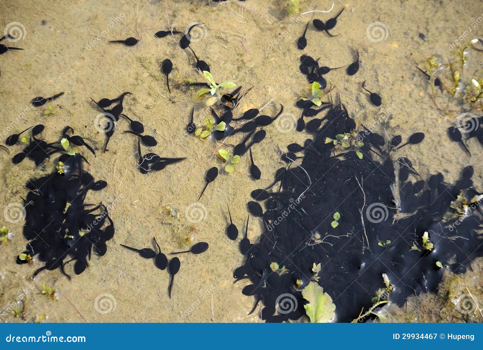 Tadpole stock image. Image of amphibian, change, ontario - 29934467