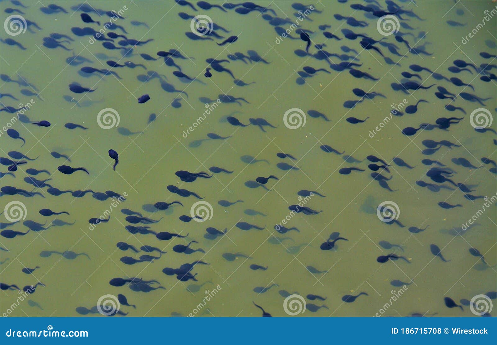 Many tadpoles in the water stock photo. Image of life - 186715708