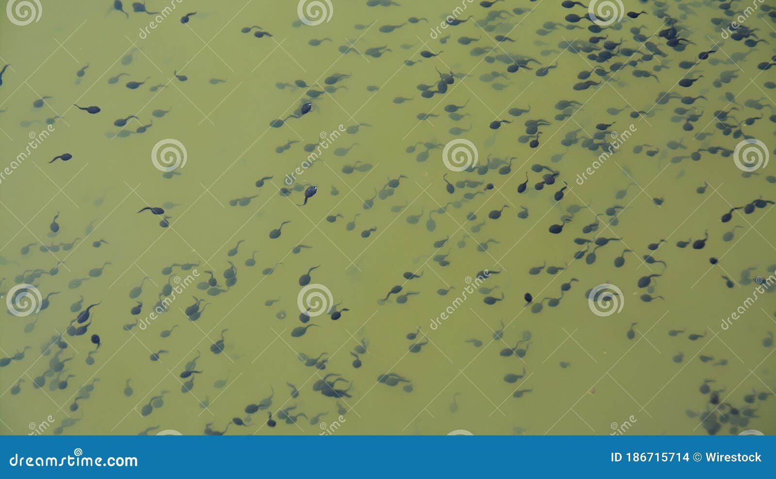 Many tadpoles in the water stock photo. Image of baby - 186715714
