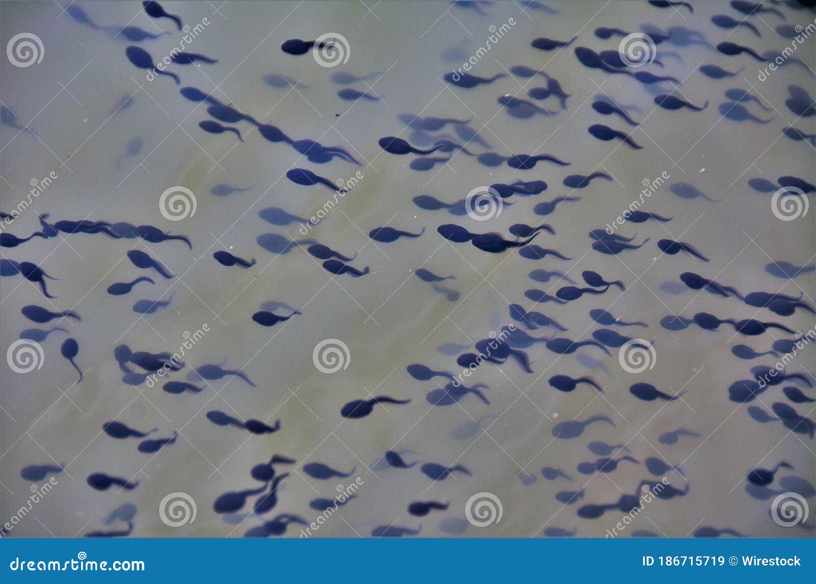 Many tadpoles in the water stock image. Image of lake - 186715719