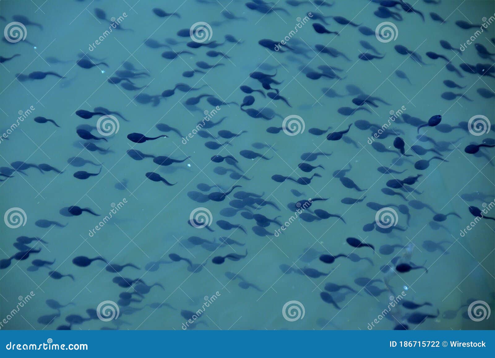 Many tadpoles in the water stock photo. Image of detail - 186715722