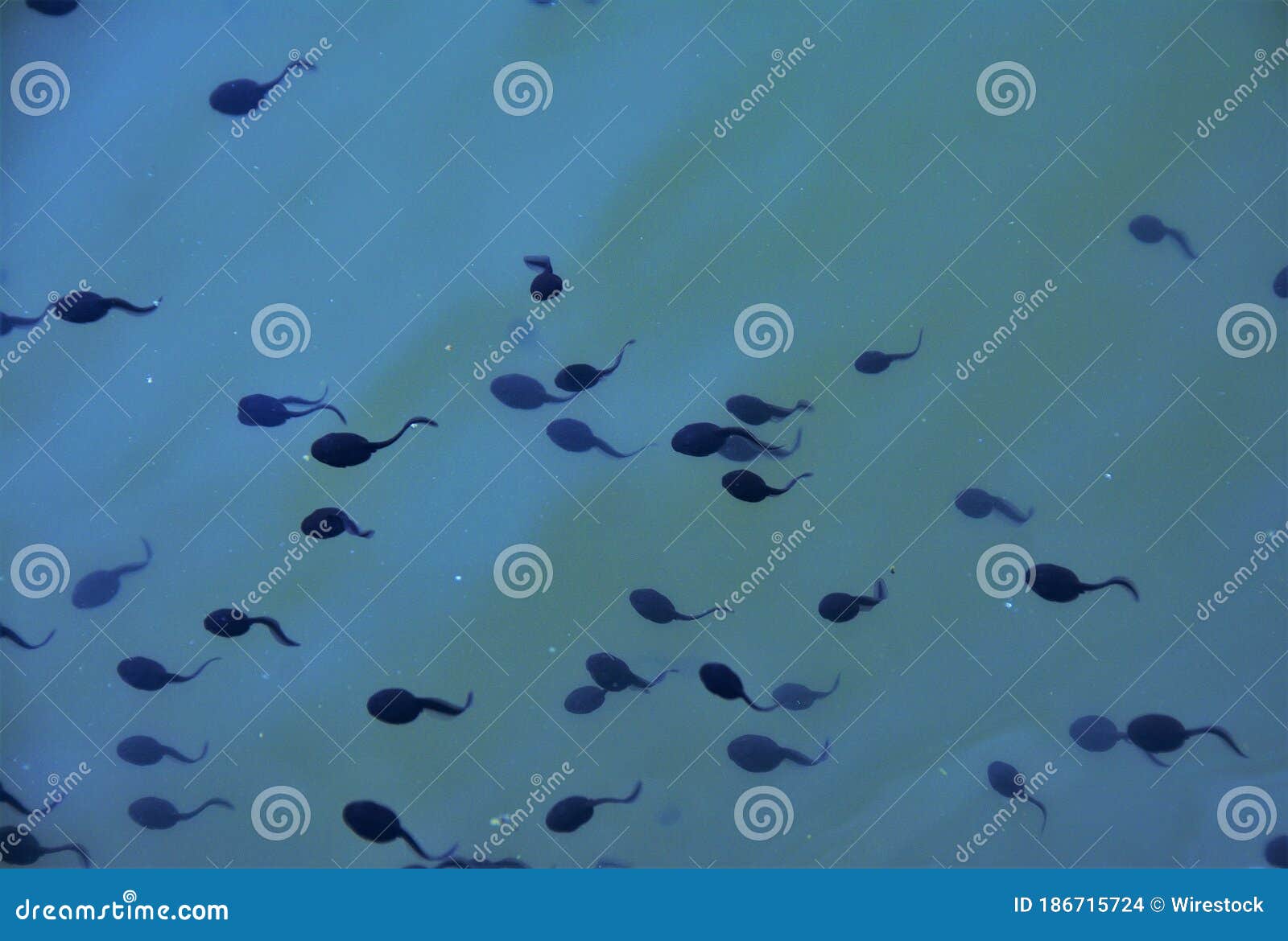 Many tadpoles in the water stock photo. Image of environment - 186715724
