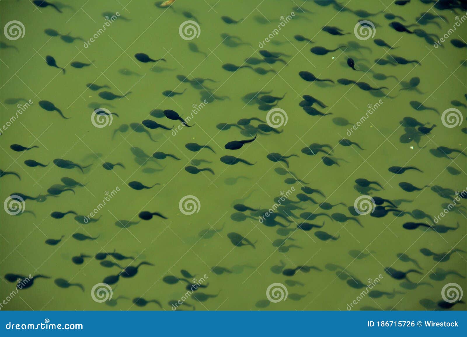 Many Tadpoles Are Swimming In The Swamp Behind Some Asian Garden Home ...
