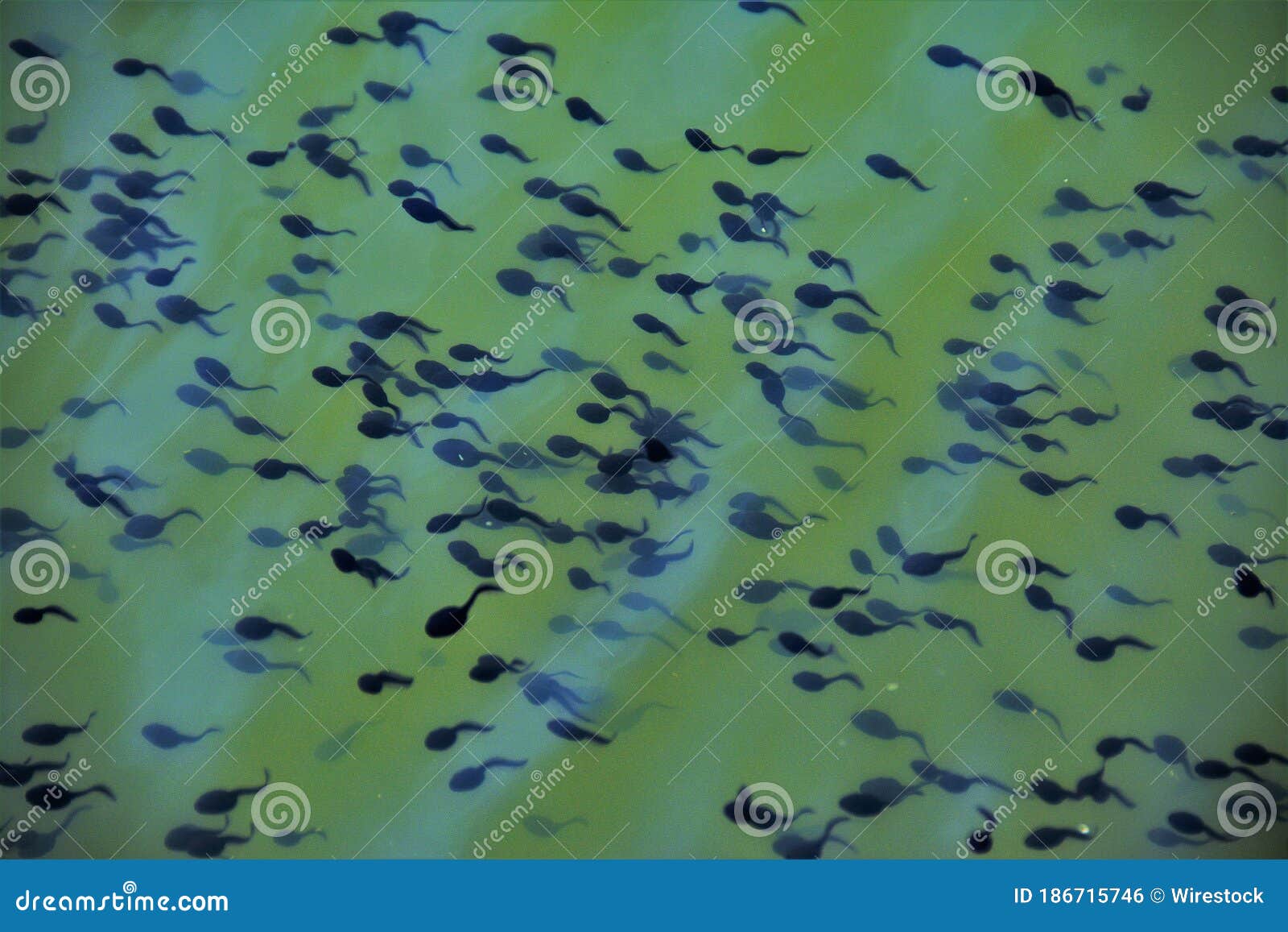 Many tadpoles in the water stock photo. Image of macro - 186715746