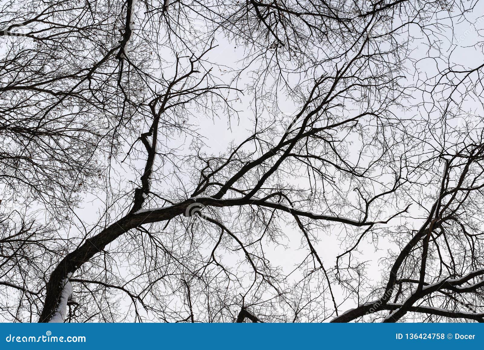 Many Tangled Branches Silhouette Backgrounds Royalty-Free Stock Image ...