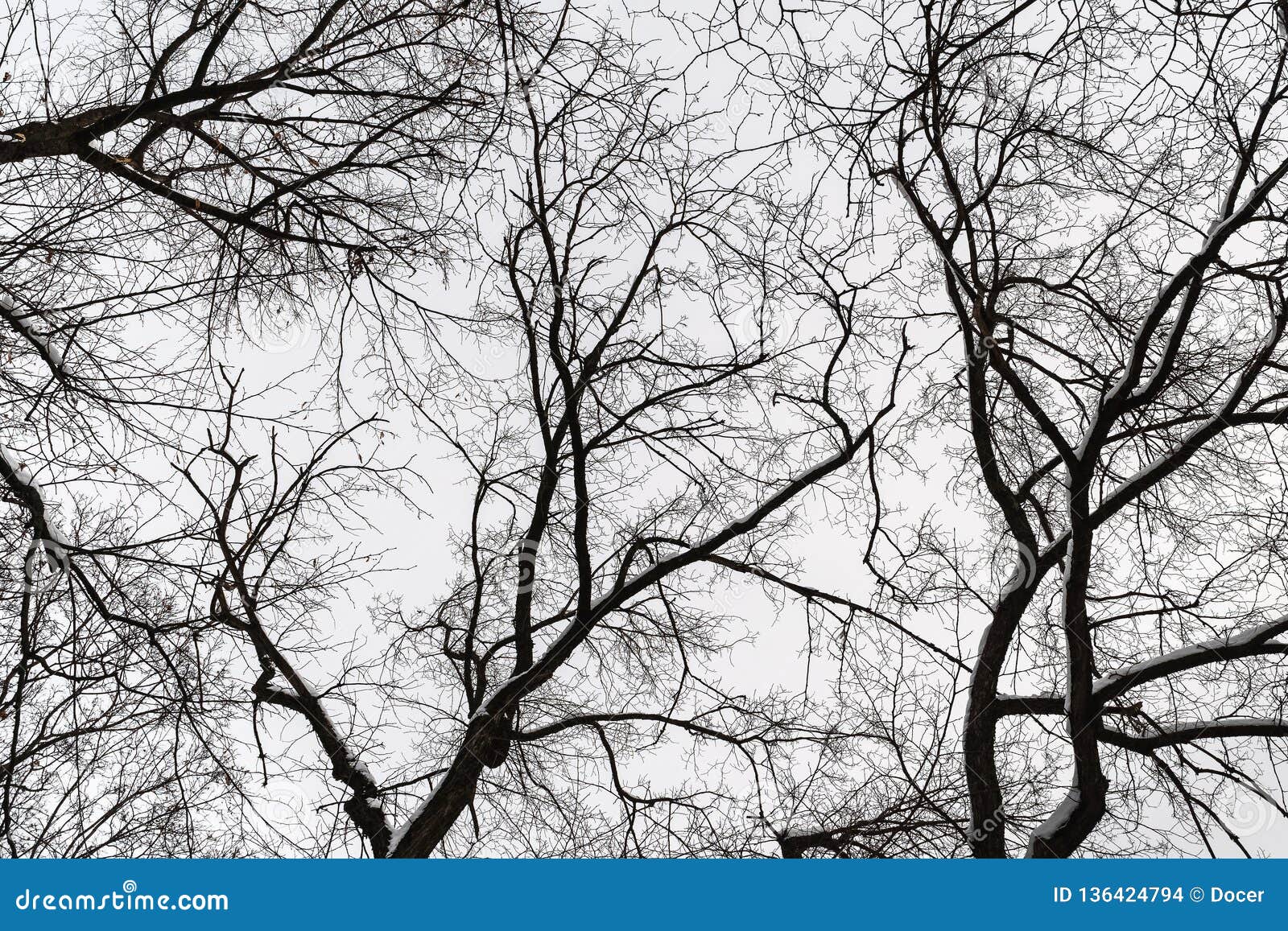 Many Tangled Branches Silhouette Backgrounds Royalty-Free Stock Image ...
