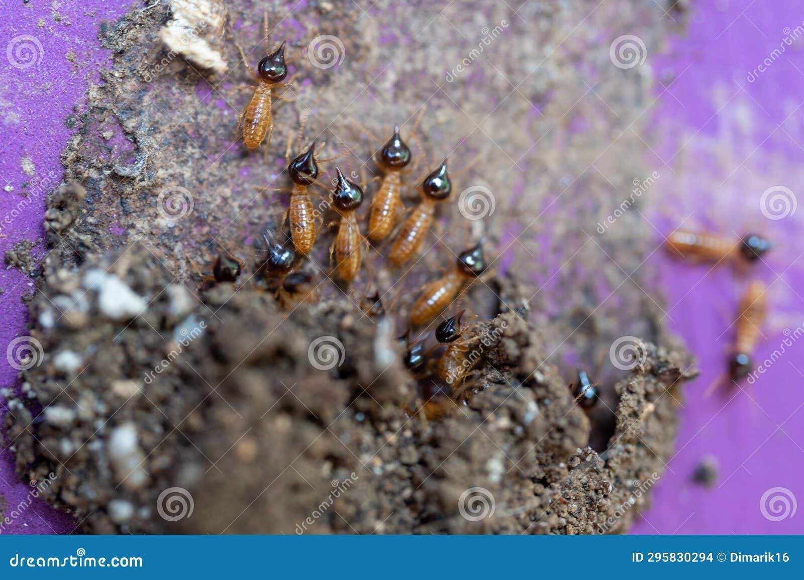 Many Termites Coming Out from Tunnel Stock Photo - Image of termites ...