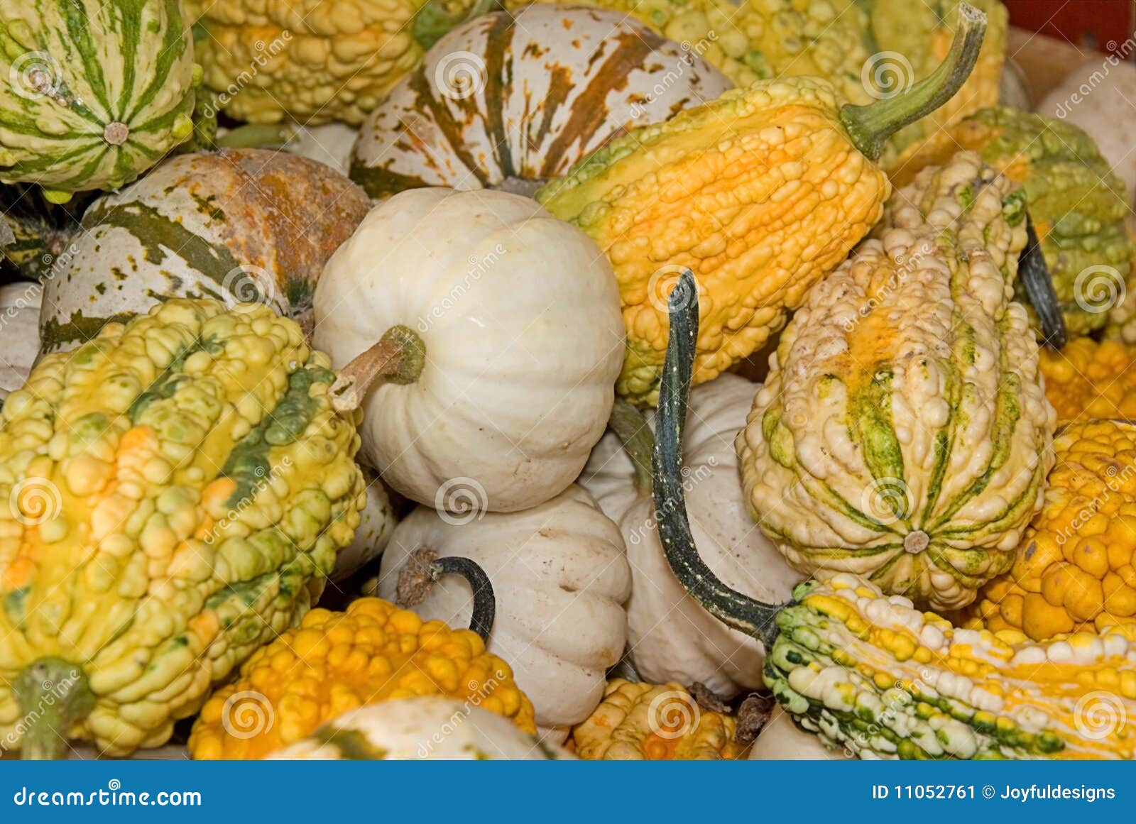 Many Textured Gourds stock image. Image of delicious - 11052761