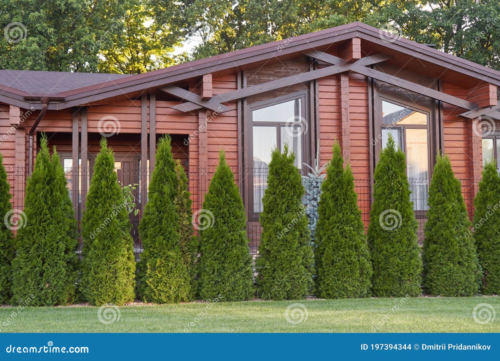 Many Thuja Trees As a Fence in a Private House Stock Photo - Image of ...