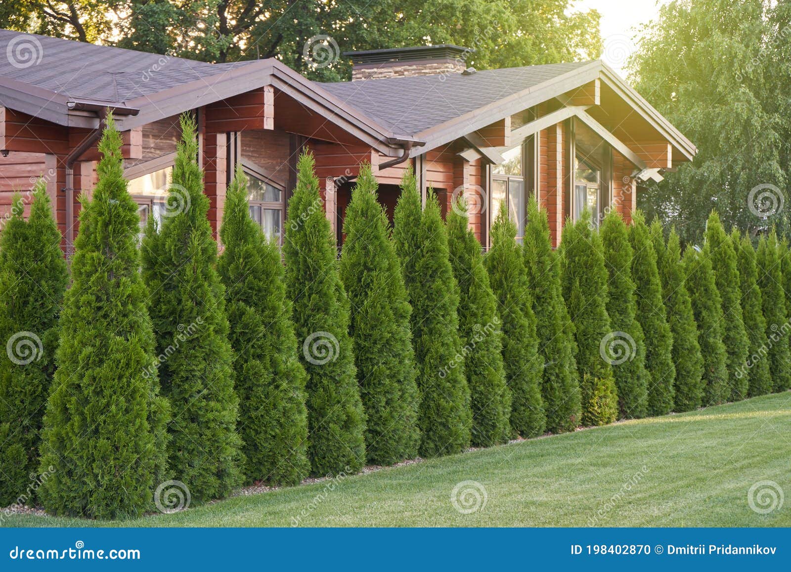 Arborvitae Fence Line