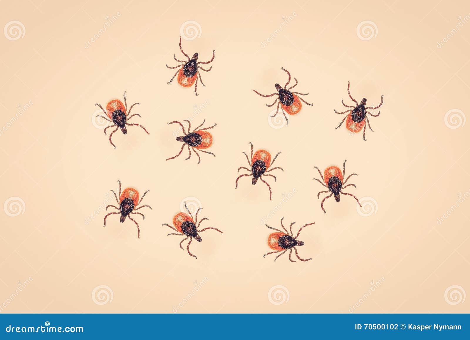 Many Ticks on a Yellow Background Stock Photo - Image of encephalitis ...