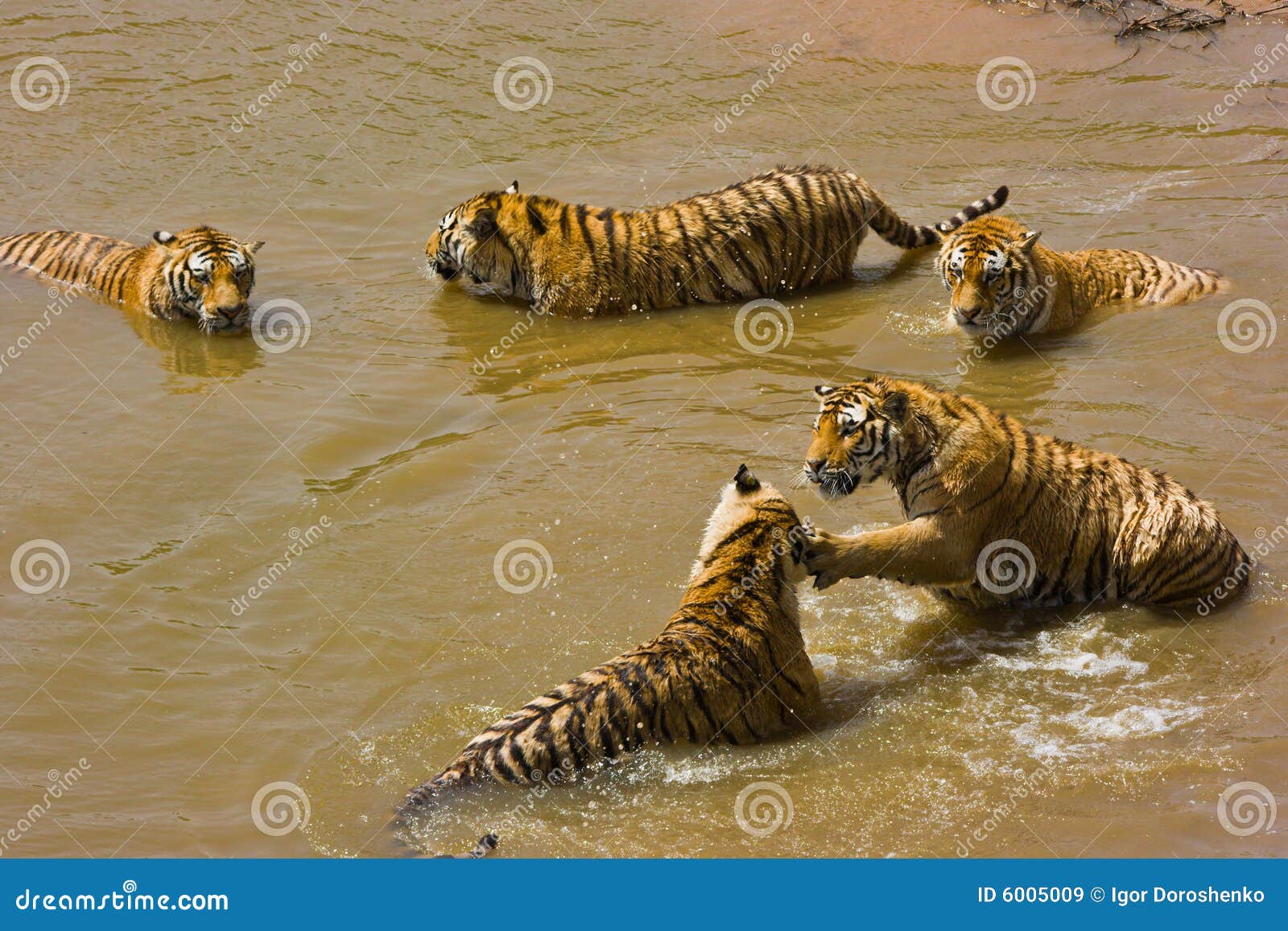 Many tigers in water stock image. Image of predator, action - 6005009
