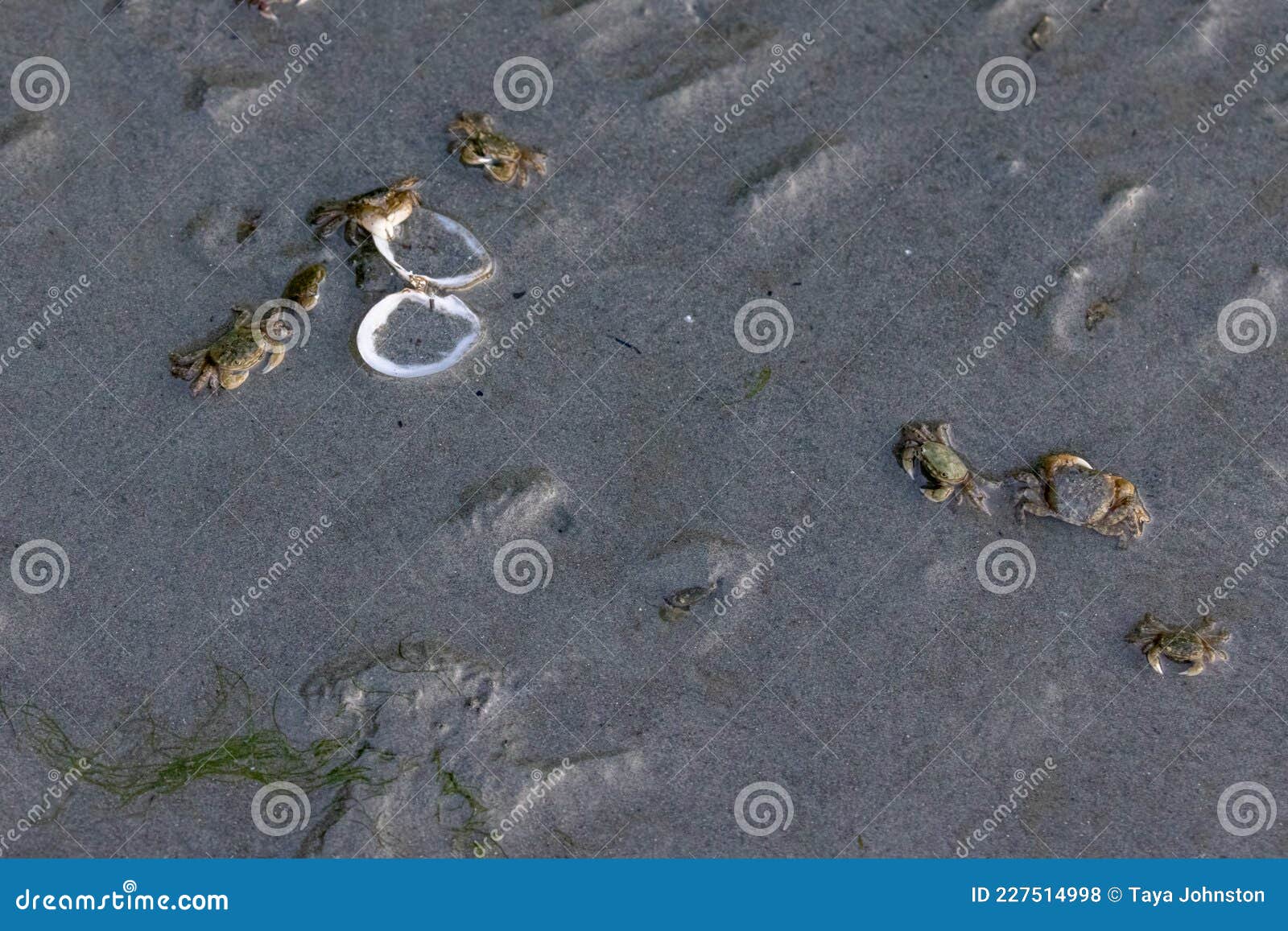 Many Tiny Crabs on Crawling in Every Direction on the Sand Stock Photo ...