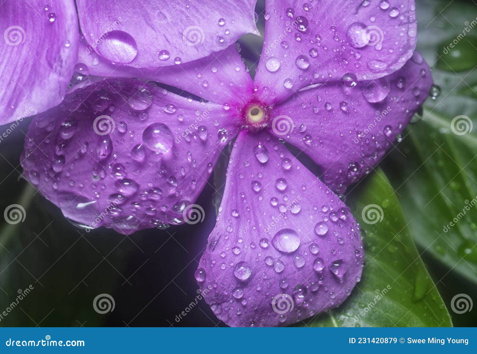 Many Tiny of Rain Droplets on the Periwinkle Petals Stock Image - Image ...