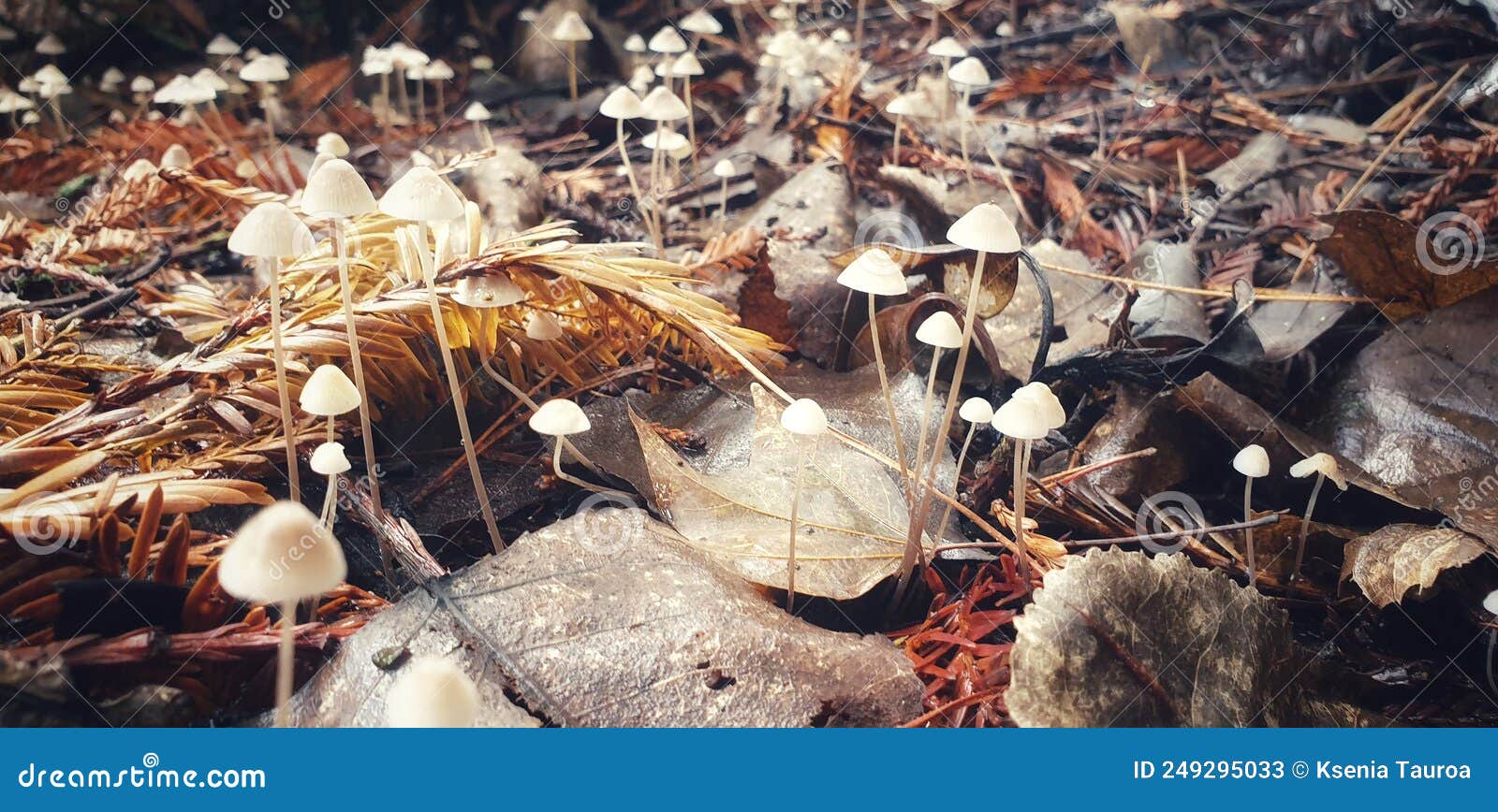 Tiny Toadstools And Wrinkled Crust Fungus Growing On Rotting Wood In ...