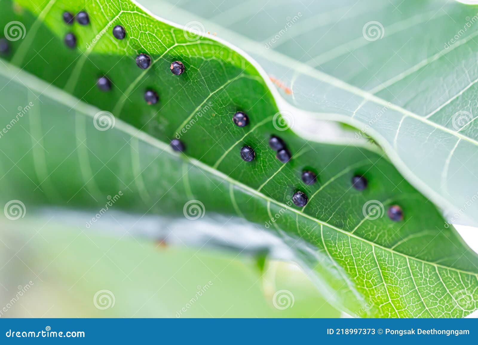 Many Tiny Tortoise Scale Insect. Stock Image - Image of closeup, insect ...