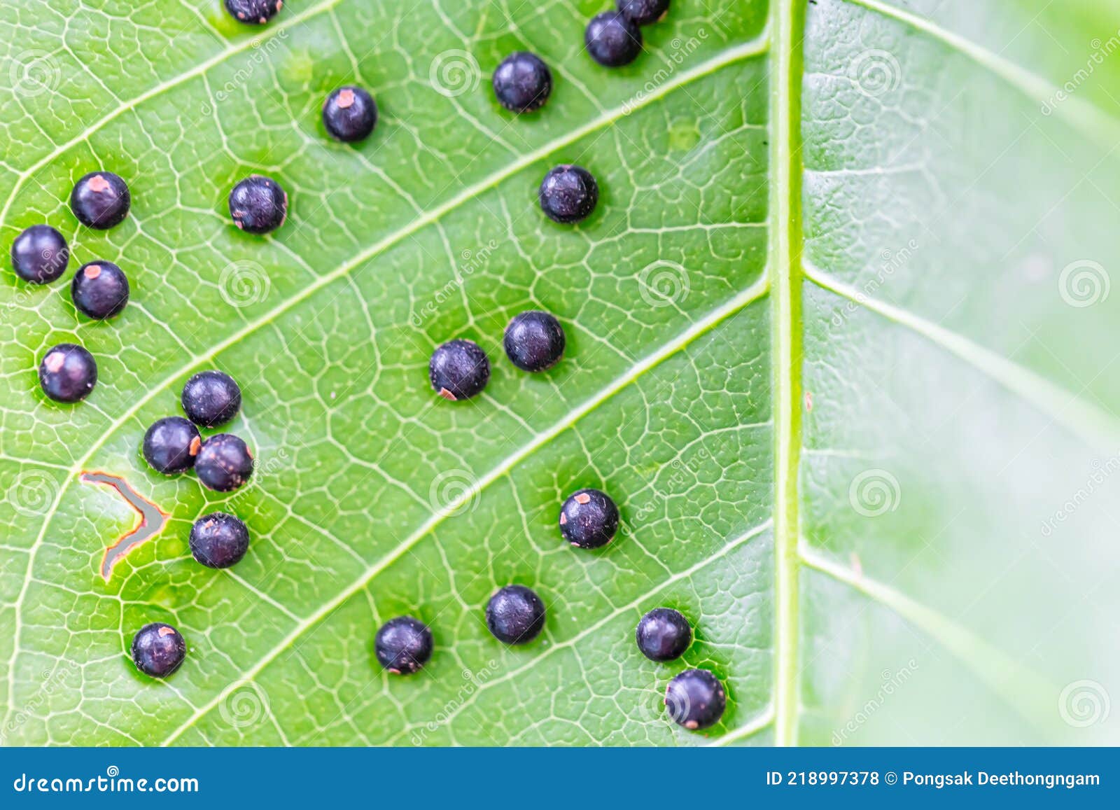 Many Tiny Tortoise Scale Insect. Stock Photo - Image of coccidae, leaf ...