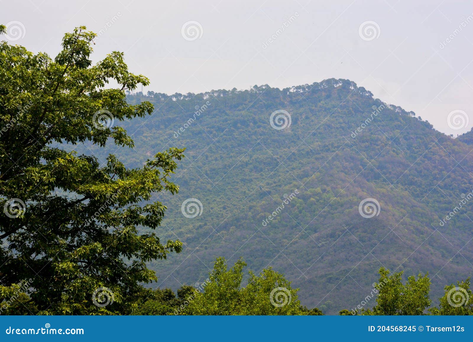 Many Tree in Jungle India stock image. Image of branches - 204568245