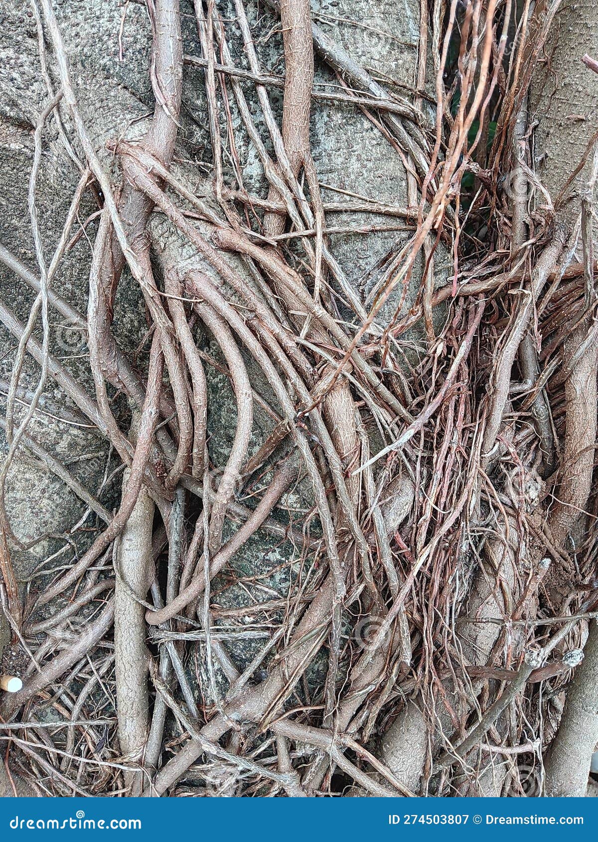 Many Tree Roots and Branches Everywhere Stock Image - Image of tree ...