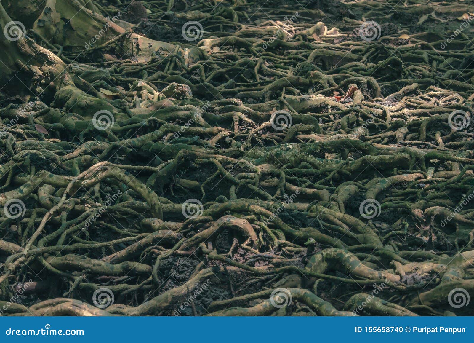 Many Tree Roots on the Mangrove Forest Stock Photo - Image of closeup ...