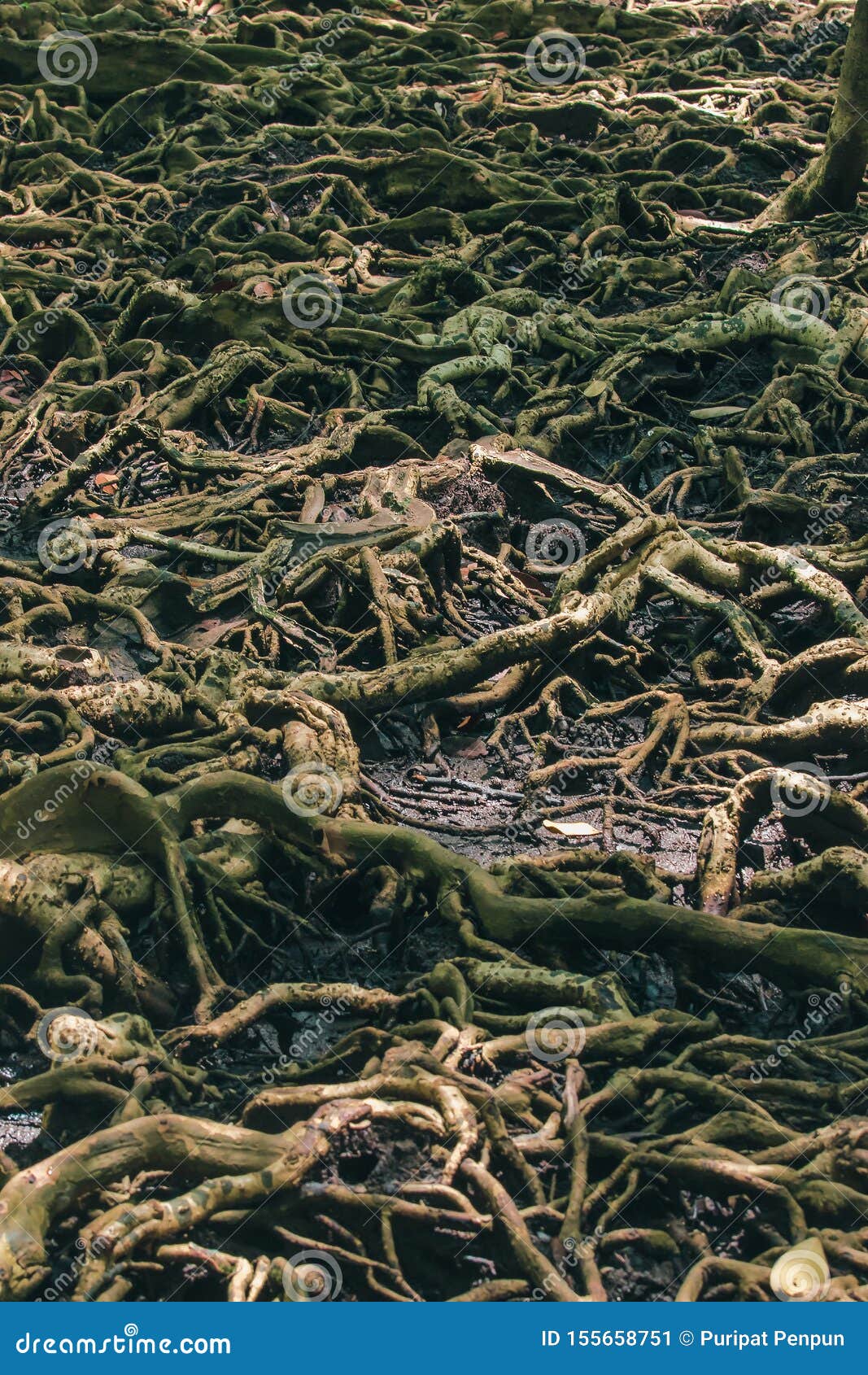 Many Tree Roots on the Mangrove Forest Stock Image - Image of growth ...
