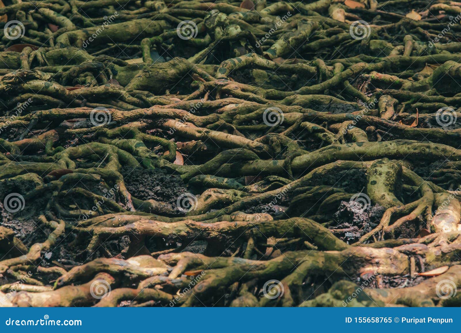 Many Tree Roots on the Mangrove Forest Stock Image - Image of dark ...