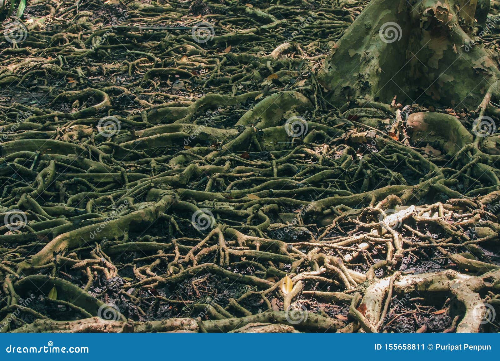 Many Tree Roots on the Mangrove Forest Stock Image - Image of outdoors ...