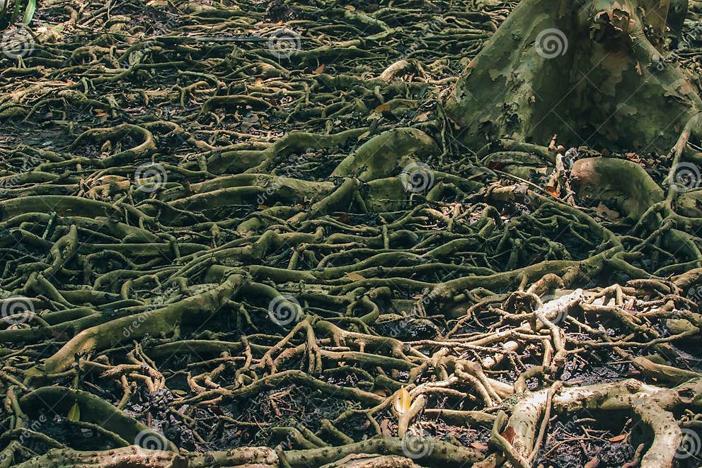 Many Tree Roots on the Mangrove Forest Stock Image - Image of outdoors ...