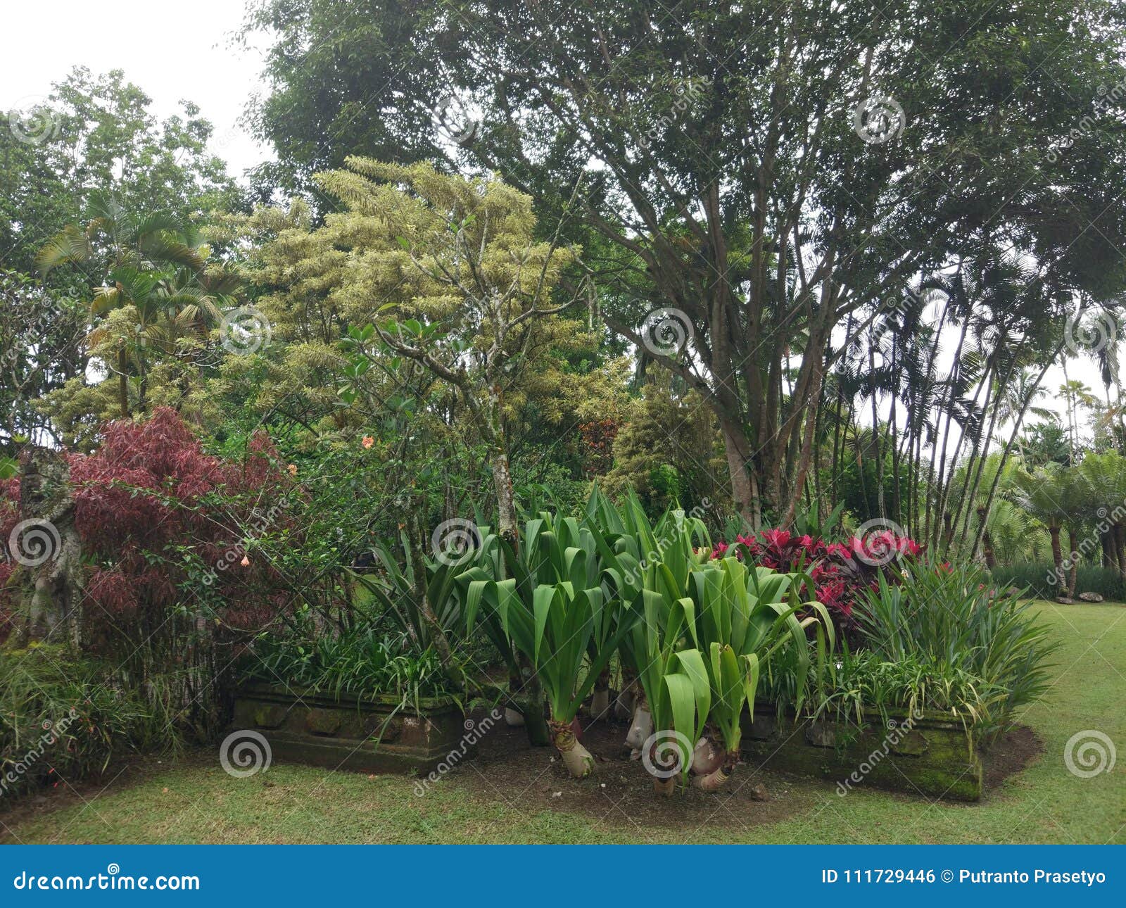 Many tree& x27;s stock photo. Image of green, trees - 111729446