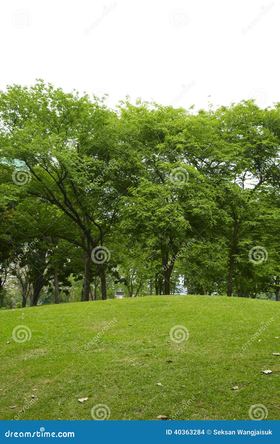 Many Tree Look Like As Only One. Stock Photography | CartoonDealer.com ...