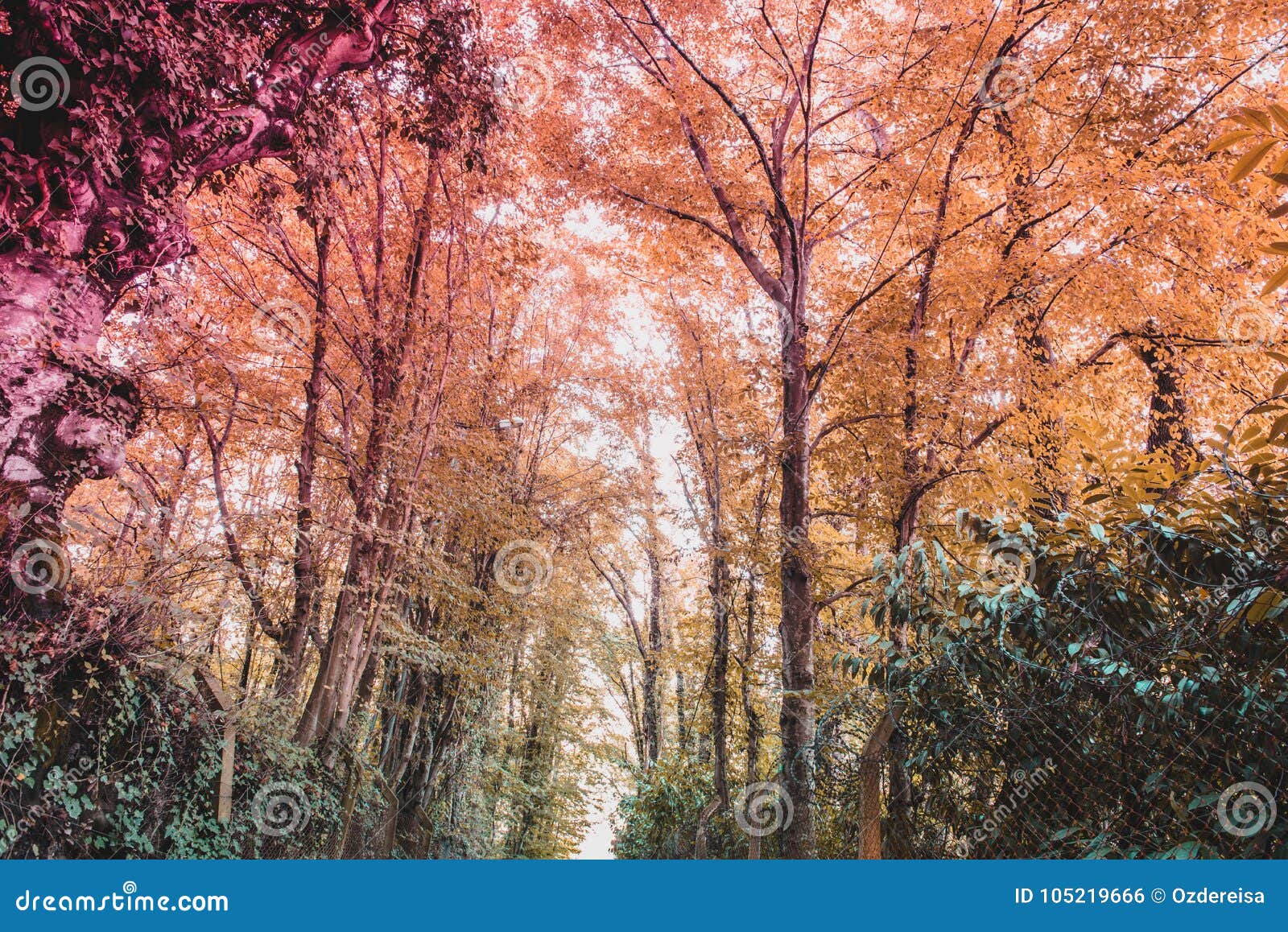 Many Tree Trunks and Branches Going Up in Forest Stock Photo - Image of ...