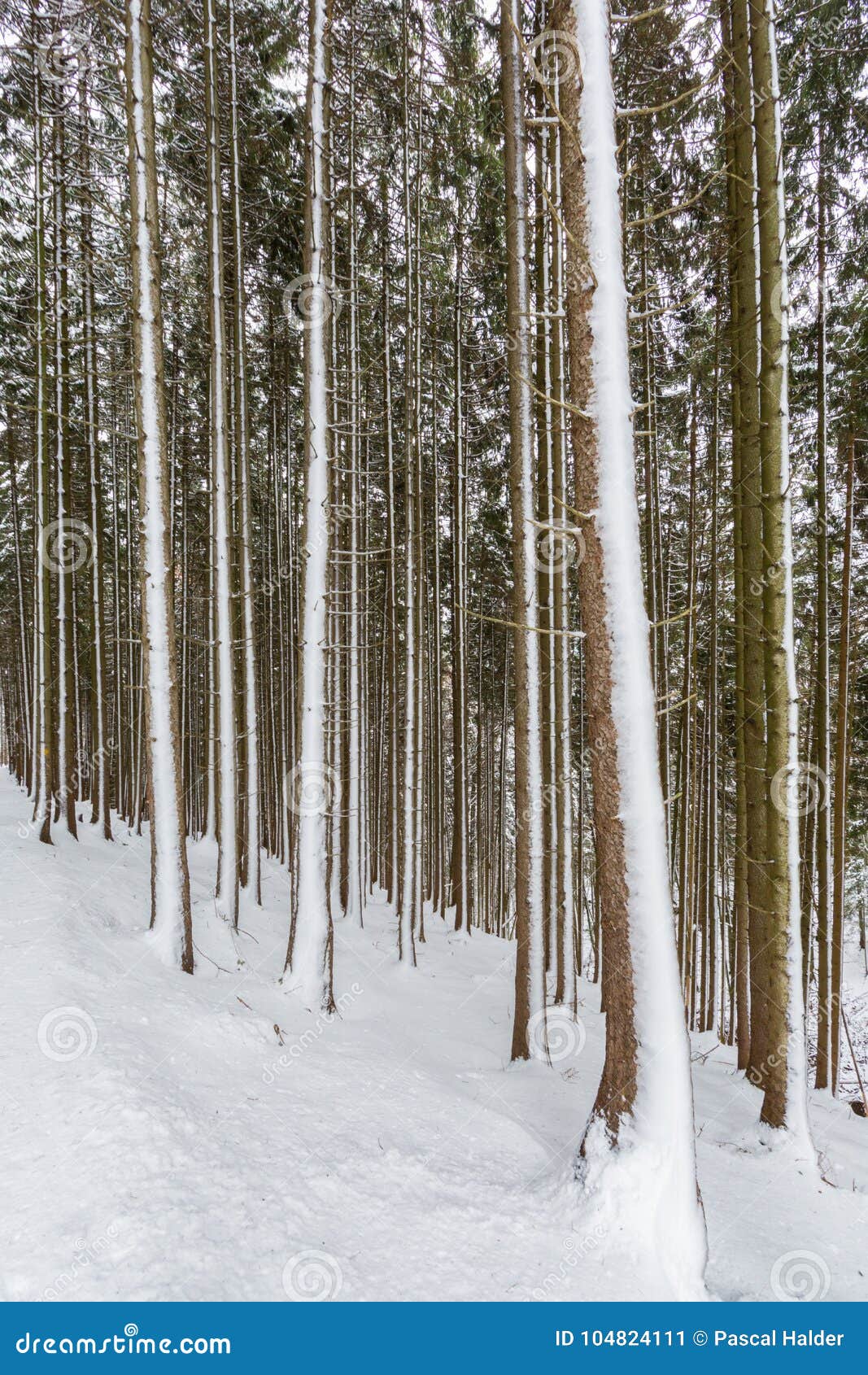 Many Tree Trunks in Forest Winter with Snow Stock Image - Image of ...