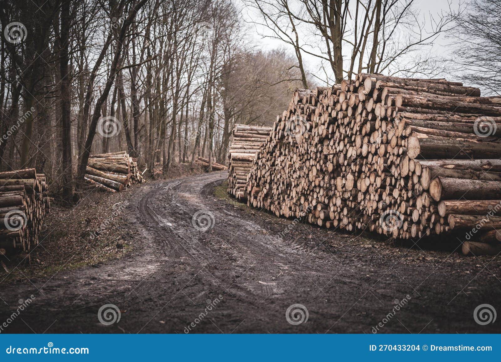 Many Tree Trunks are Stacked on a Roadside Stock Photo - Image of ...