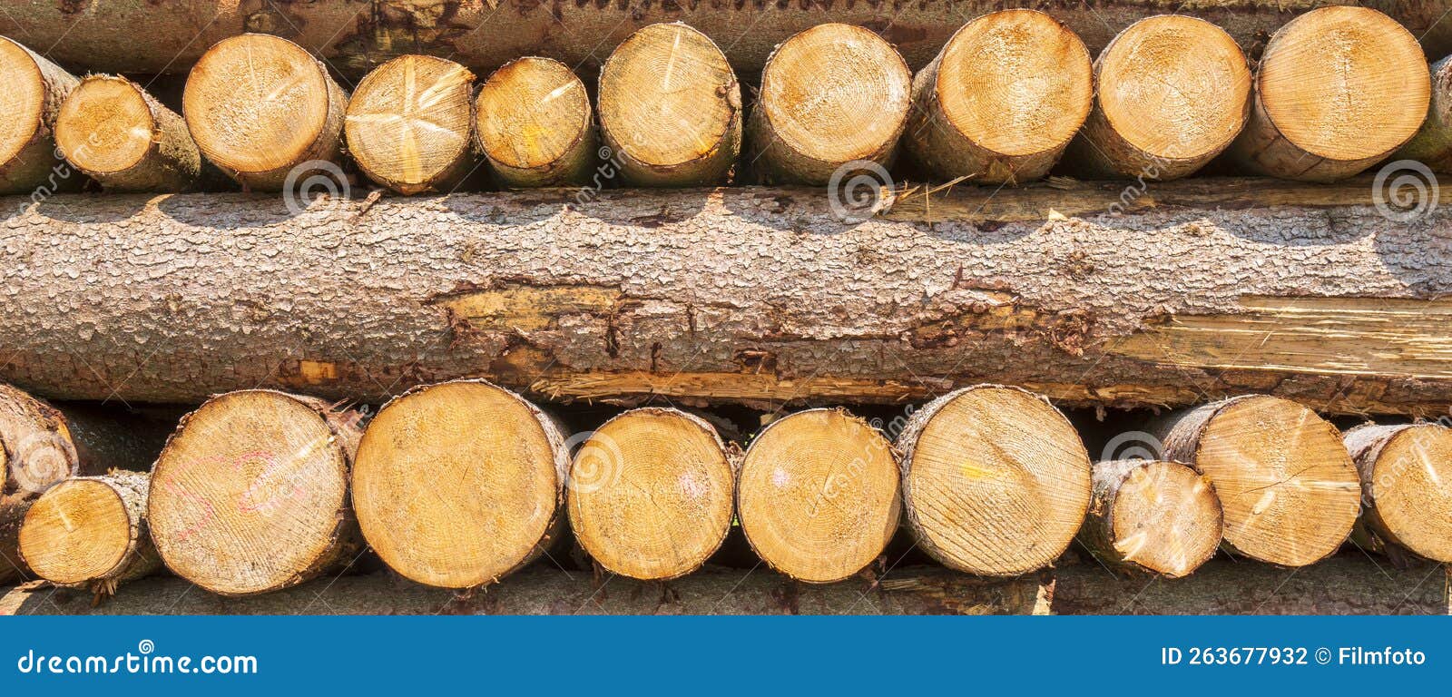 Many Tree Trunks on a Storage Place Stock Photo - Image of processing ...